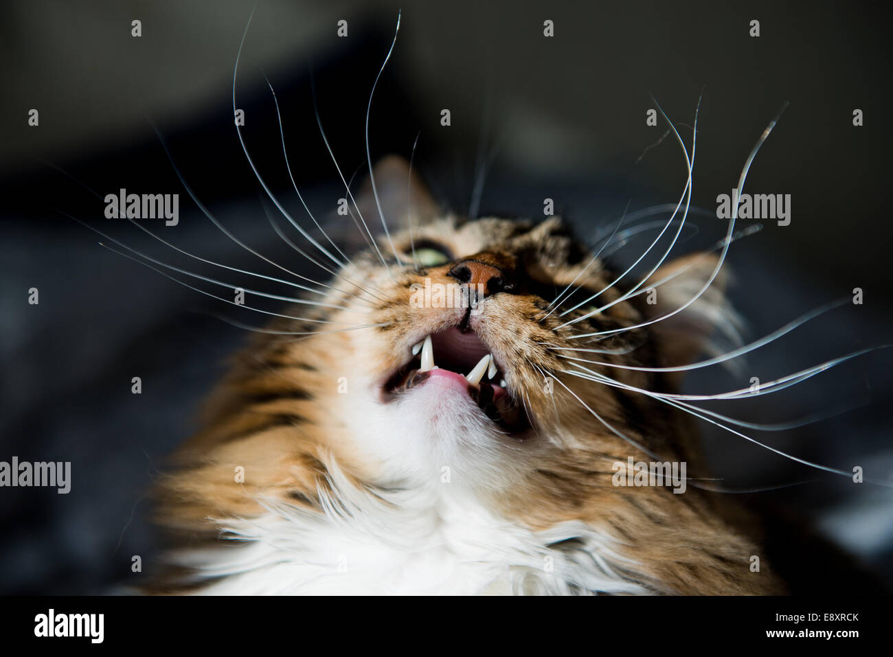 Cat looking up Stock Photo - Alamy
