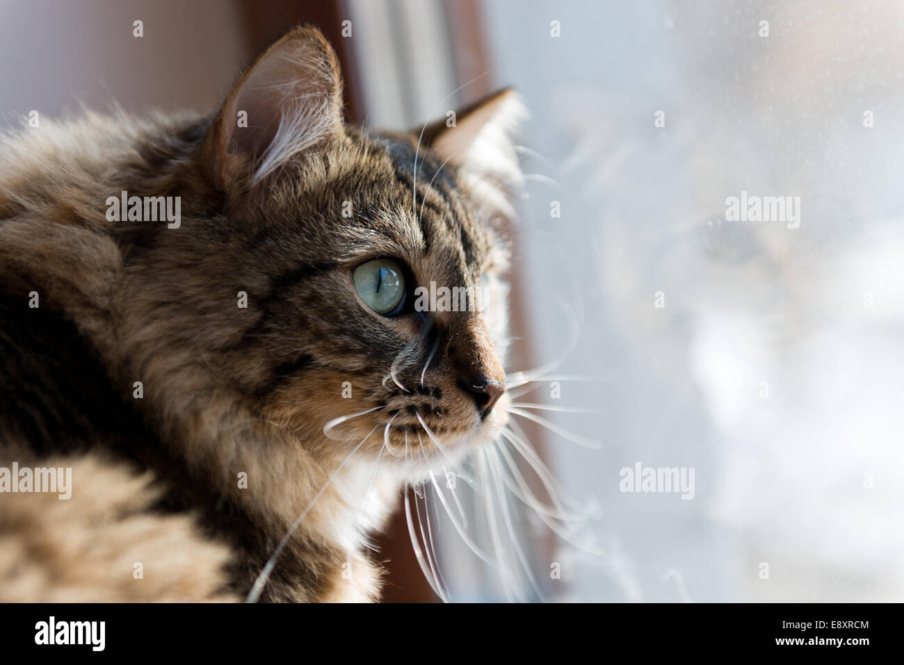 cat looking out the window Stock Photo - Alamy