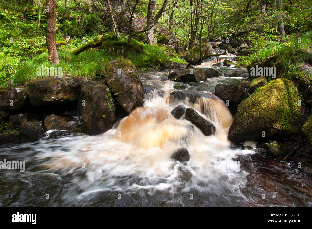 Padley gorge greenery hi-res stock photography and images - Alamy