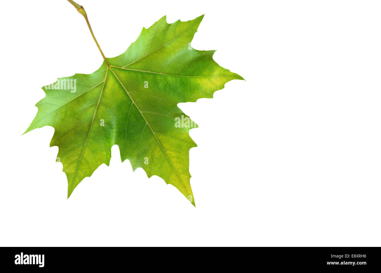 Green leaves in spring Stock Photo - Alamy