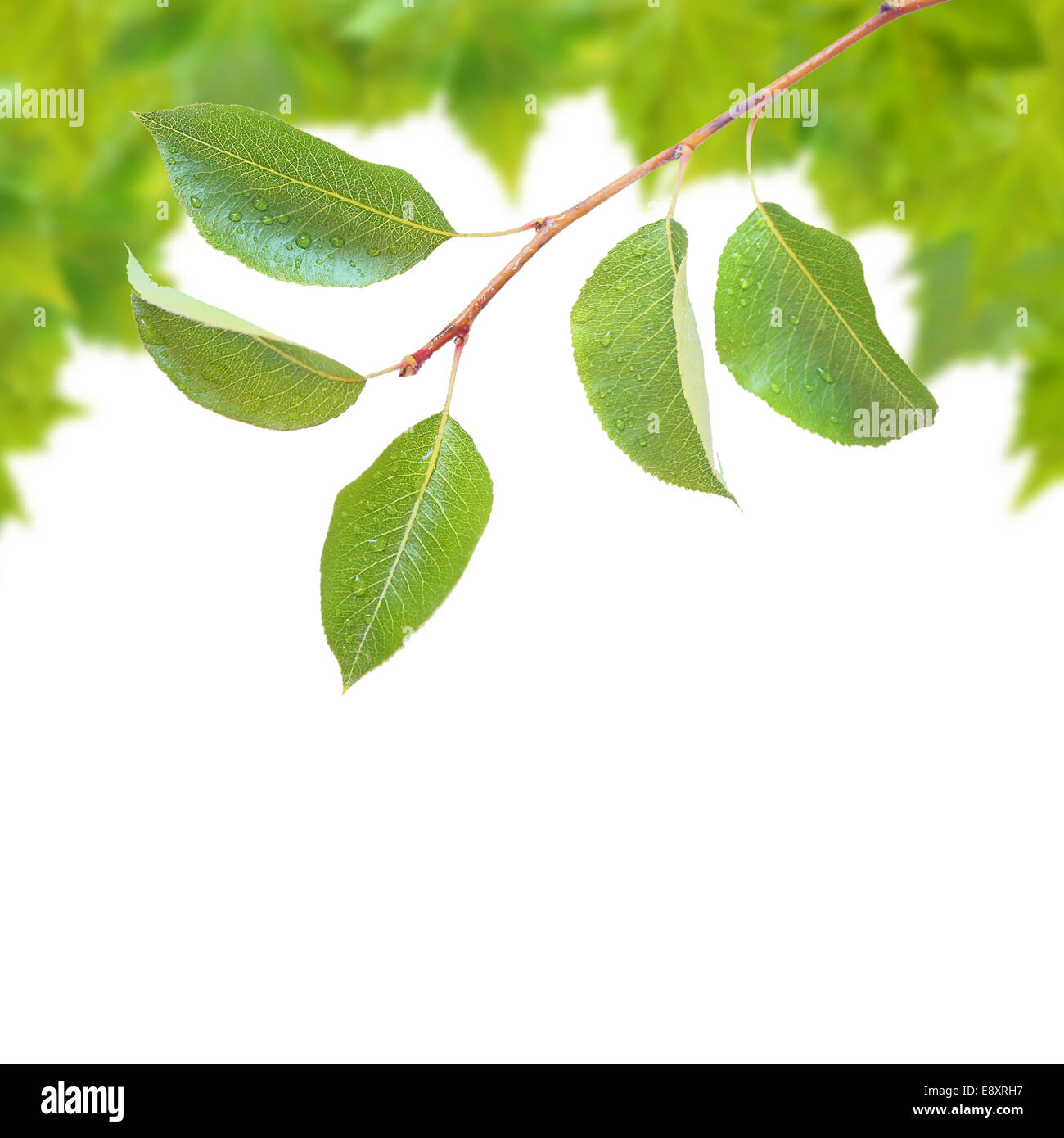 Green leaves in spring Stock Photo - Alamy