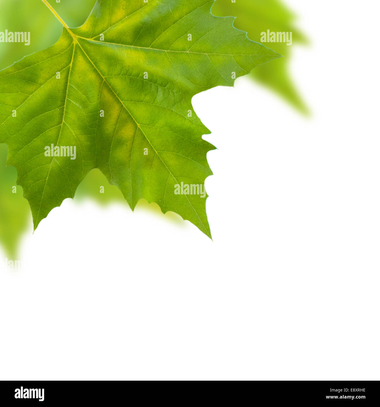 Green leaves in spring Stock Photo - Alamy