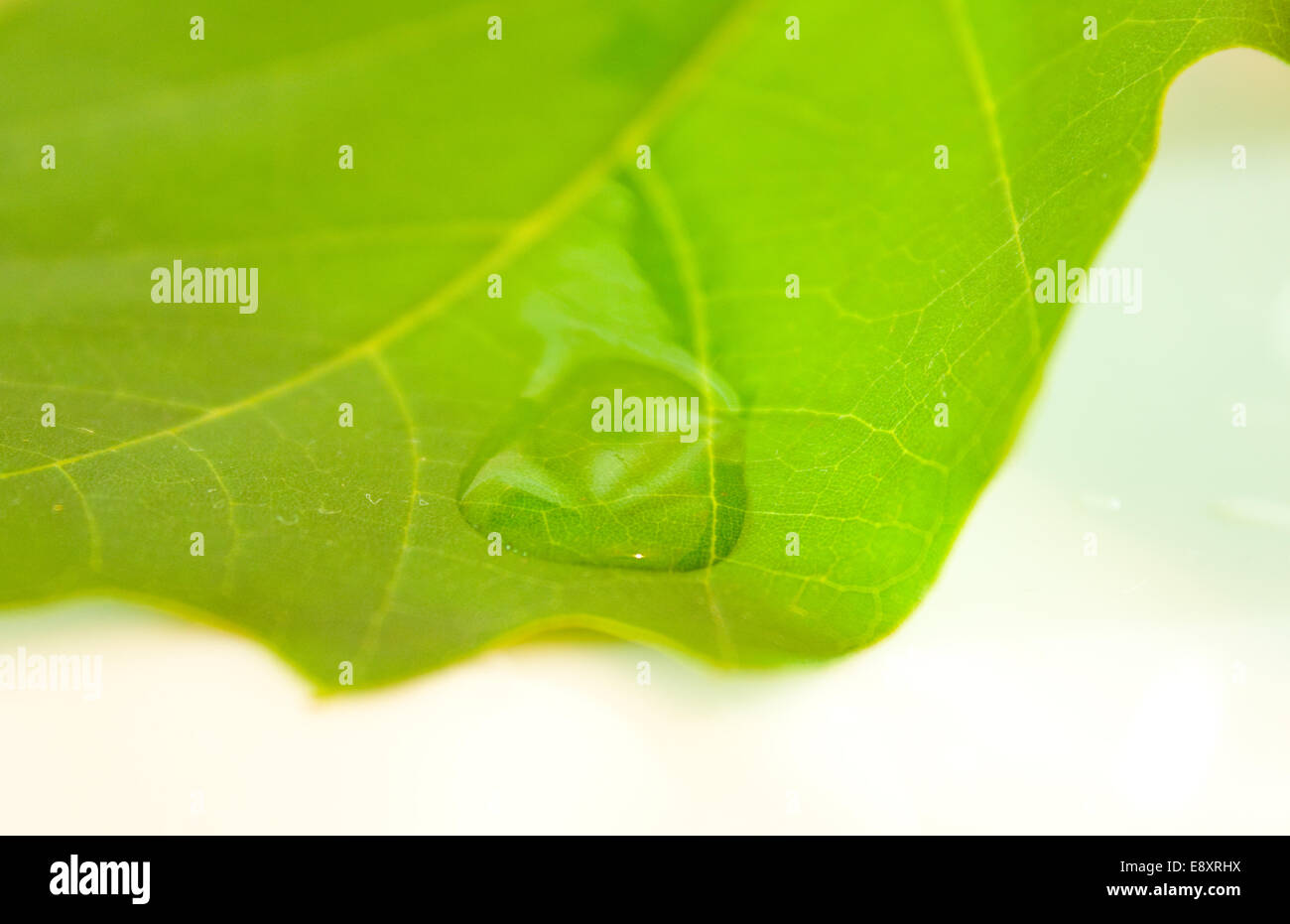 Green leaves in spring Stock Photo - Alamy