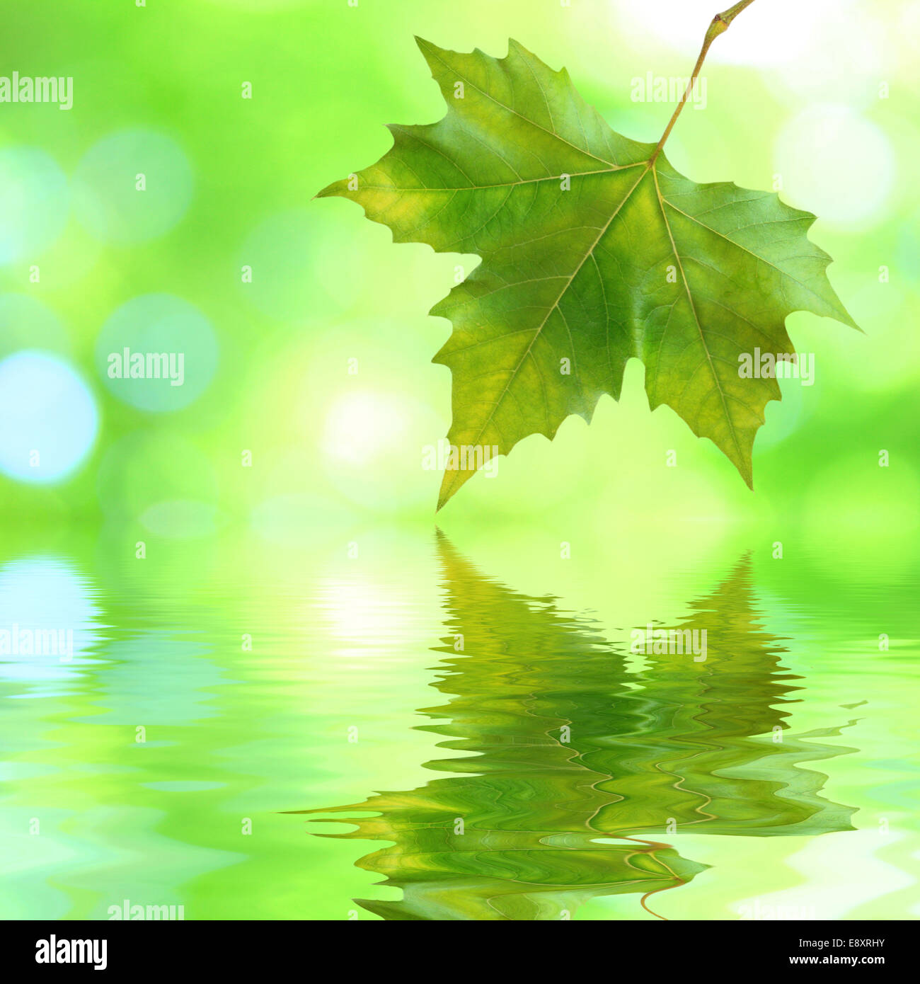 Green leaves in spring Stock Photo - Alamy