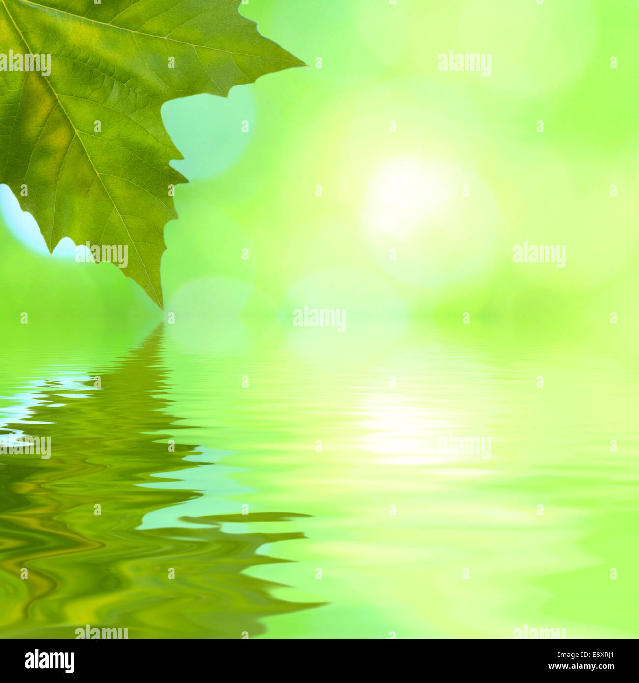 Green leaves in spring Stock Photo - Alamy