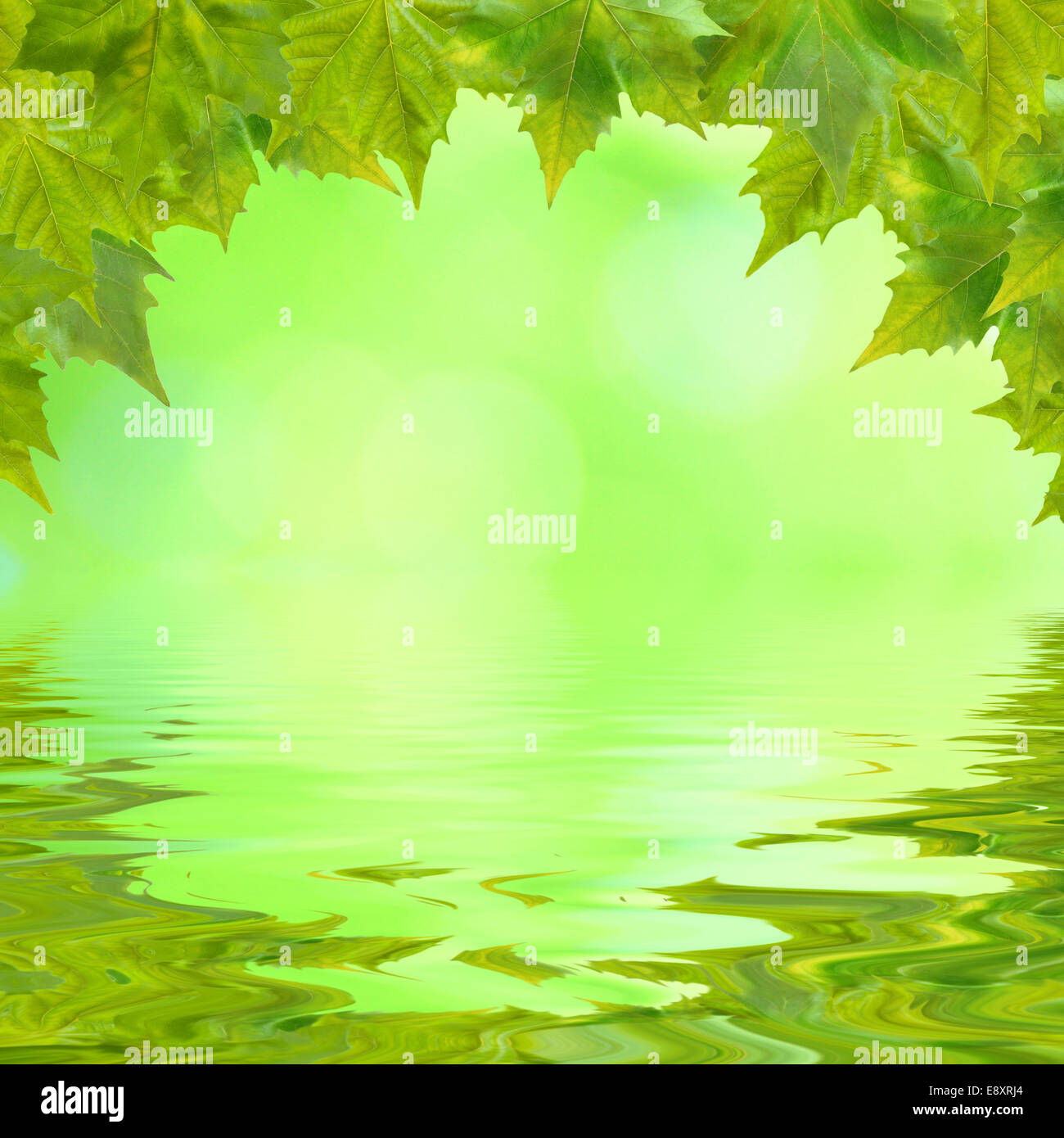 Green leaves in spring Stock Photo - Alamy