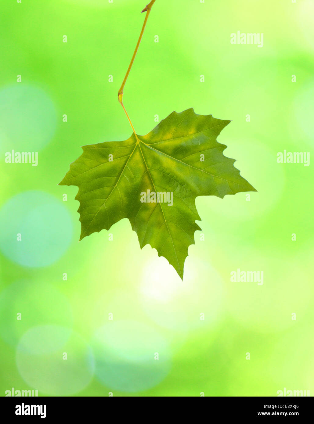 Green leaves in spring Stock Photo - Alamy