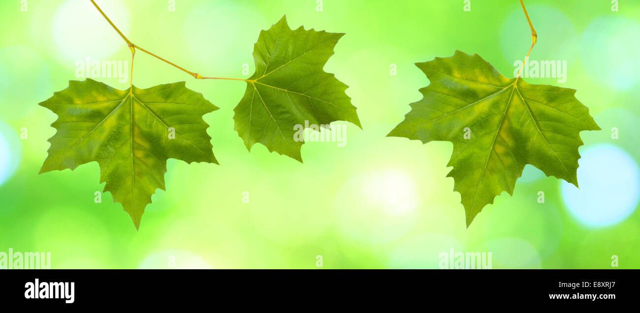 Green leaves in spring Stock Photo - Alamy