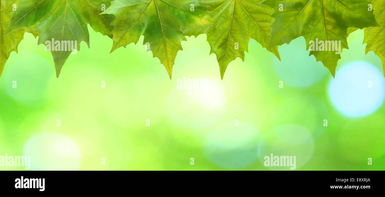 Green leaves in spring Stock Photo - Alamy