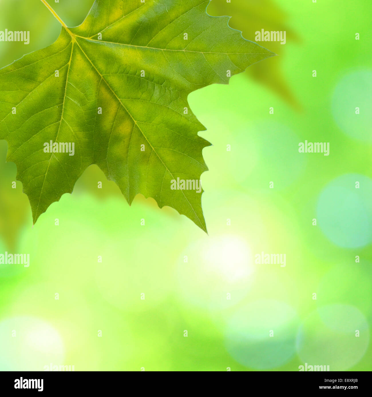 Green leaves in spring Stock Photo - Alamy