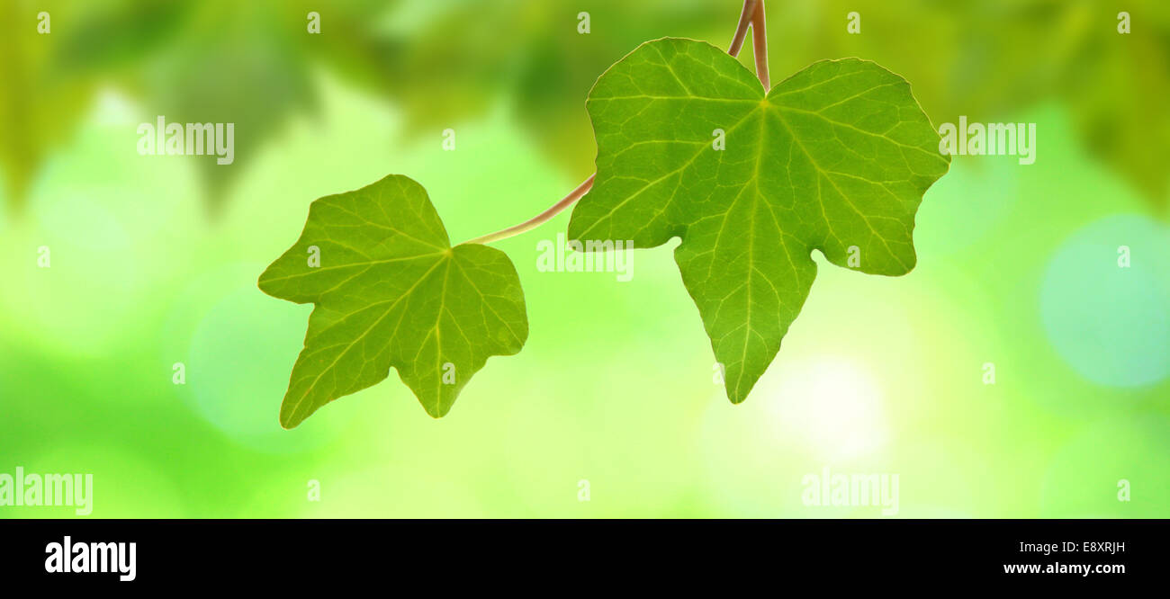 Green leaves in spring Stock Photo - Alamy