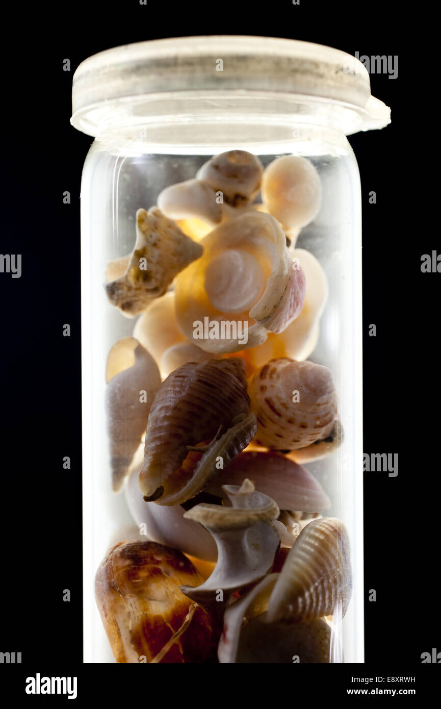 Conch structures hi-res stock photography and images - Alamy