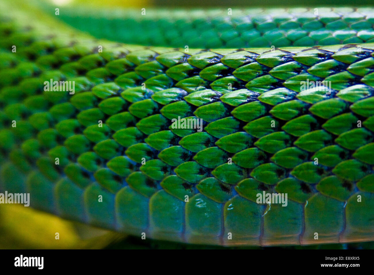 Red ratsnake hi-res stock photography and images - Alamy