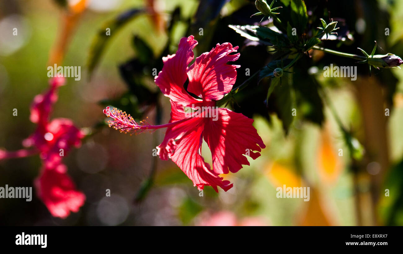 Indoor hibiscus hi-res stock photography and images - Alamy