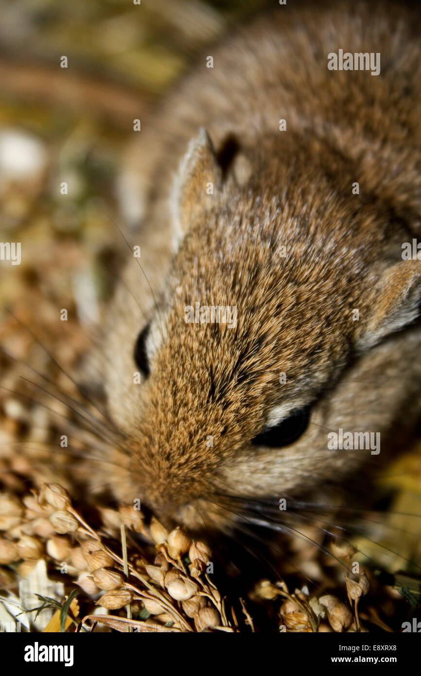 China nagetiere hi-res stock photography and images - Alamy