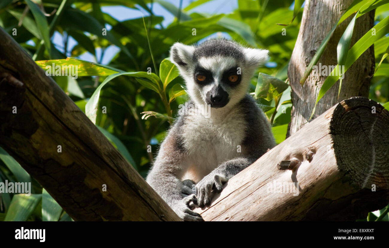 Maki affe hi-res stock photography and images - Alamy