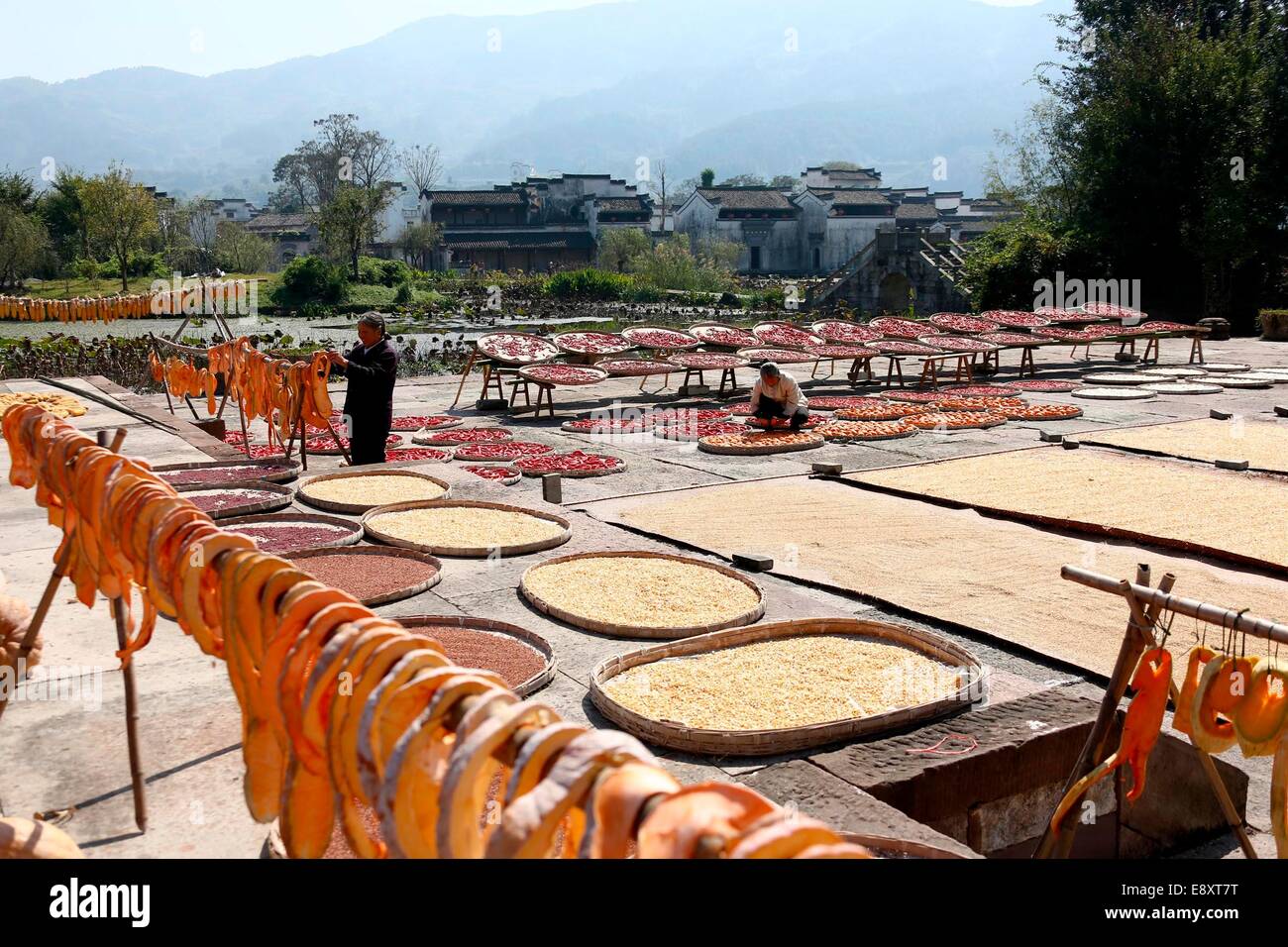 The farmers are sun-curing various grains before deep autumn in Huizhou ...