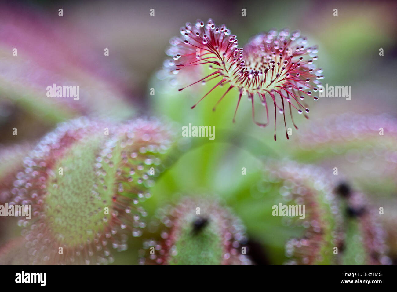 Long leaved sundew hi-res stock photography and images - Alamy