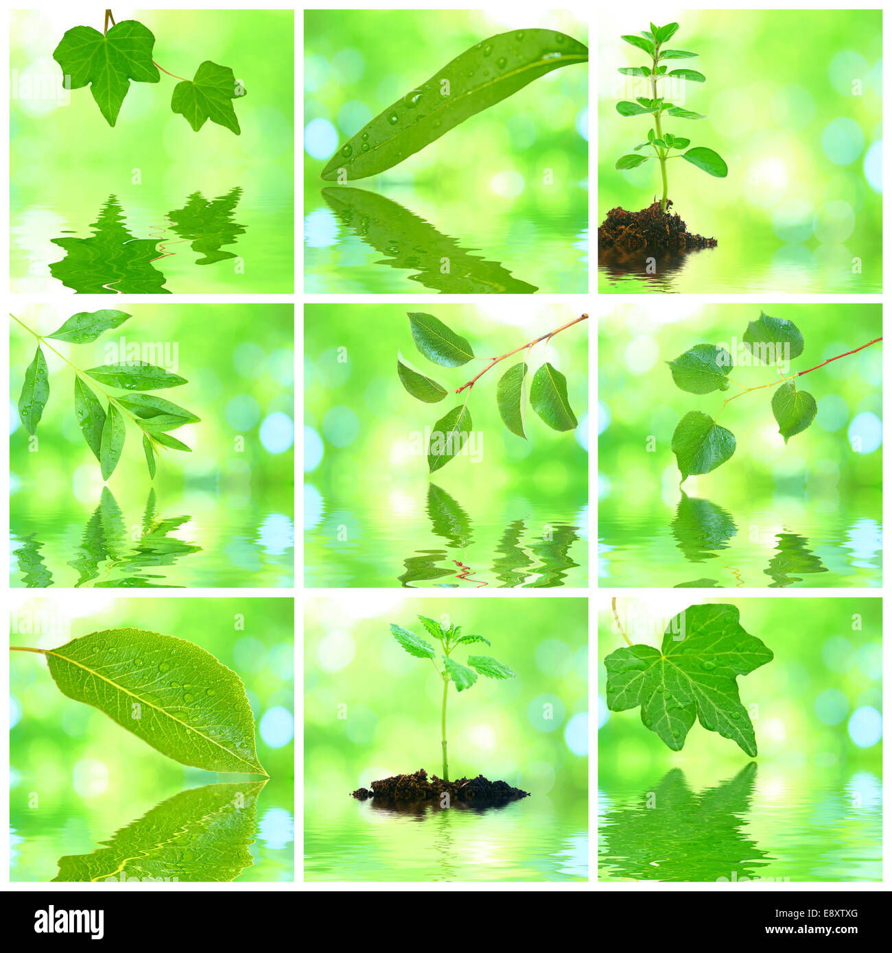 Collage leaves hi-res stock photography and images - Alamy