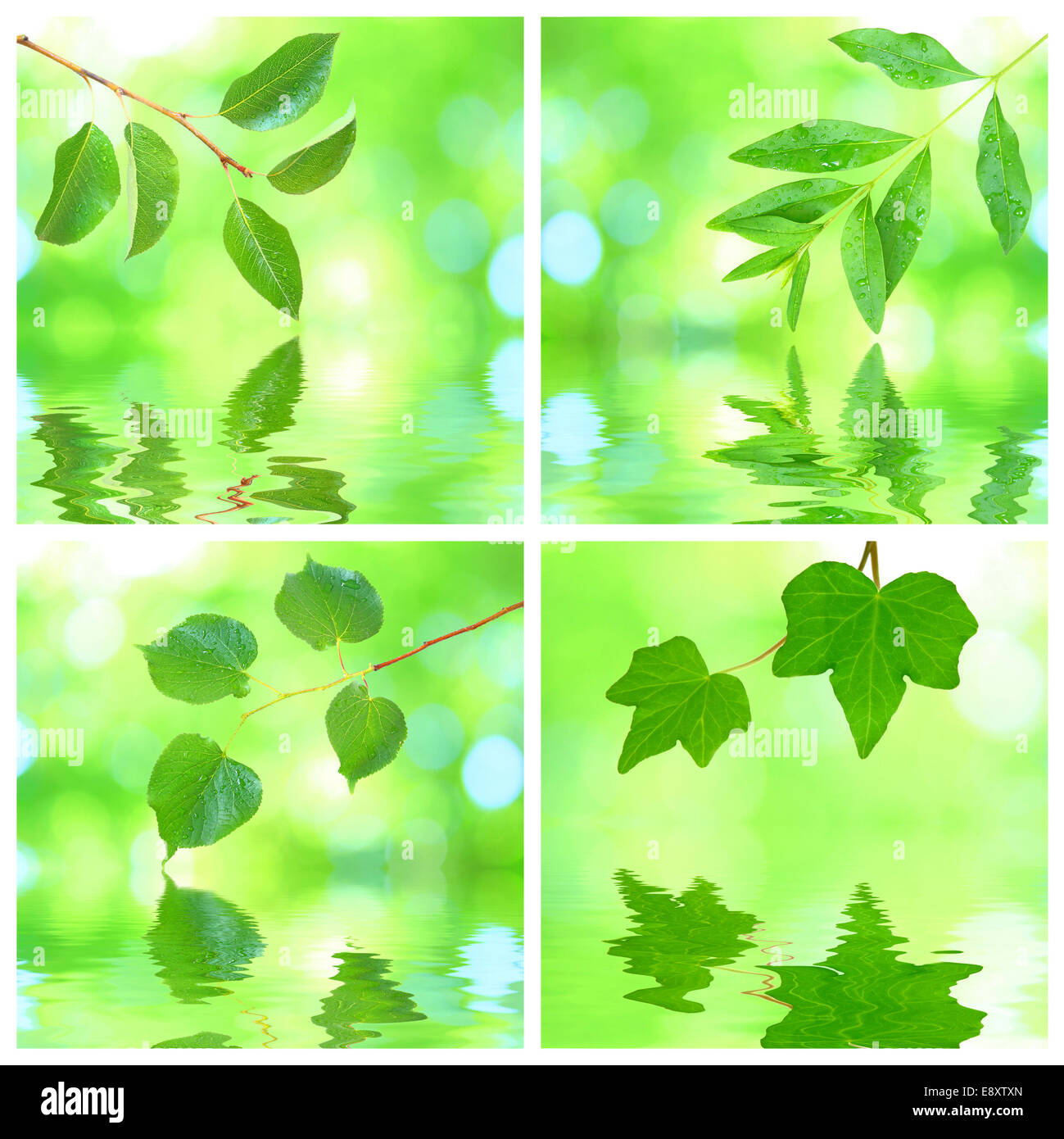 Collage of green leaves Stock Photo - Alamy