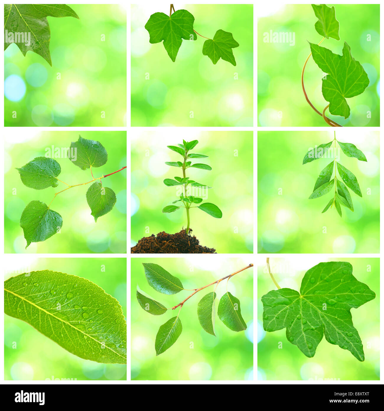 Collage of green leaves Stock Photo - Alamy