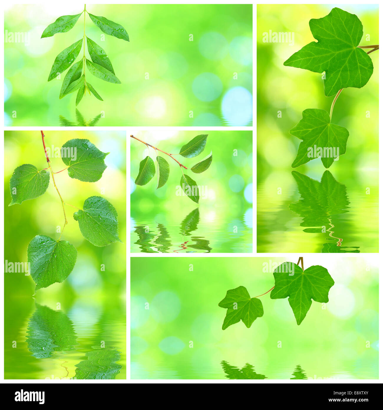 Collage of green leaves Stock Photo - Alamy