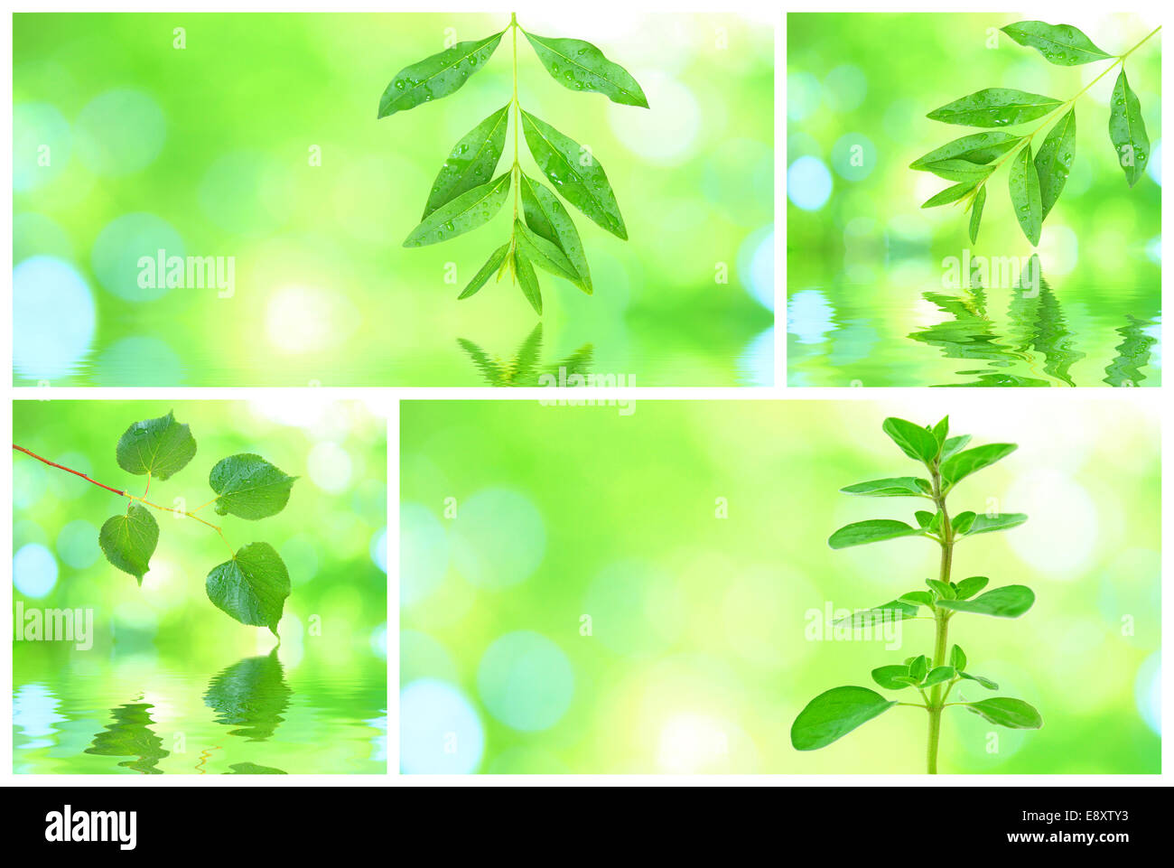 Collage of green leaves Stock Photo - Alamy