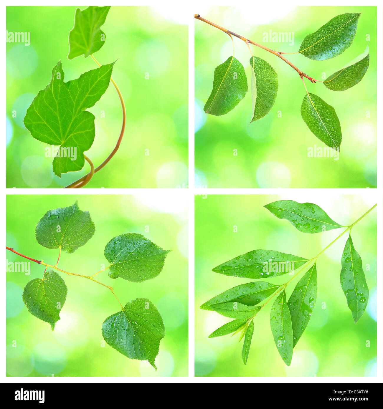 Collage of green leaves Stock Photo - Alamy
