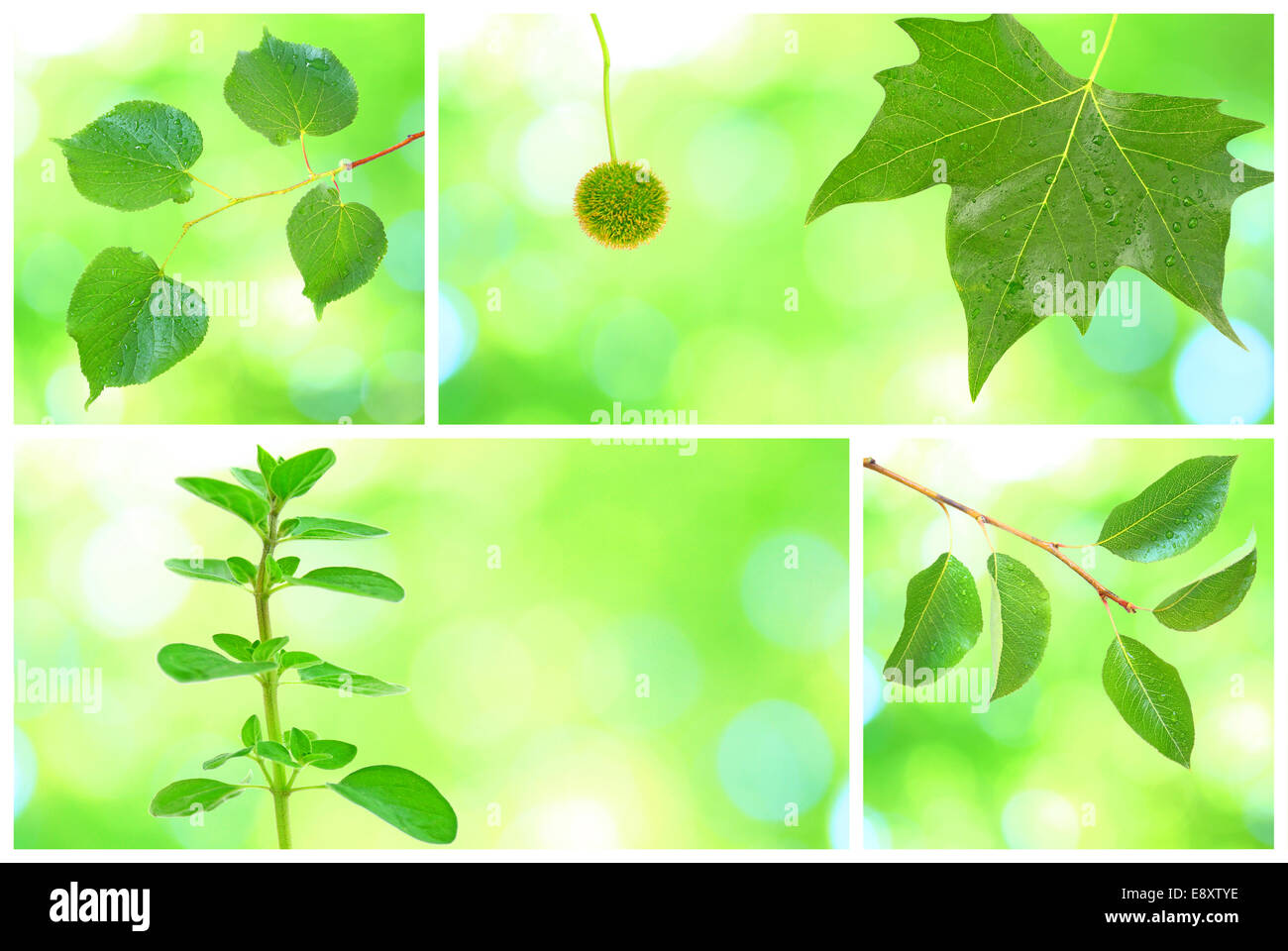 Blatt collage hi-res stock photography and images - Alamy