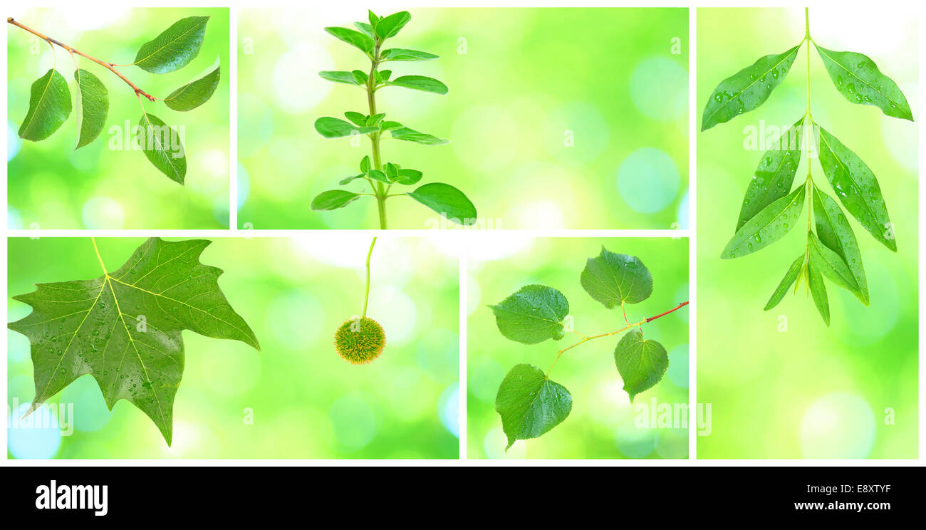 Collage of green leaves Stock Photo - Alamy