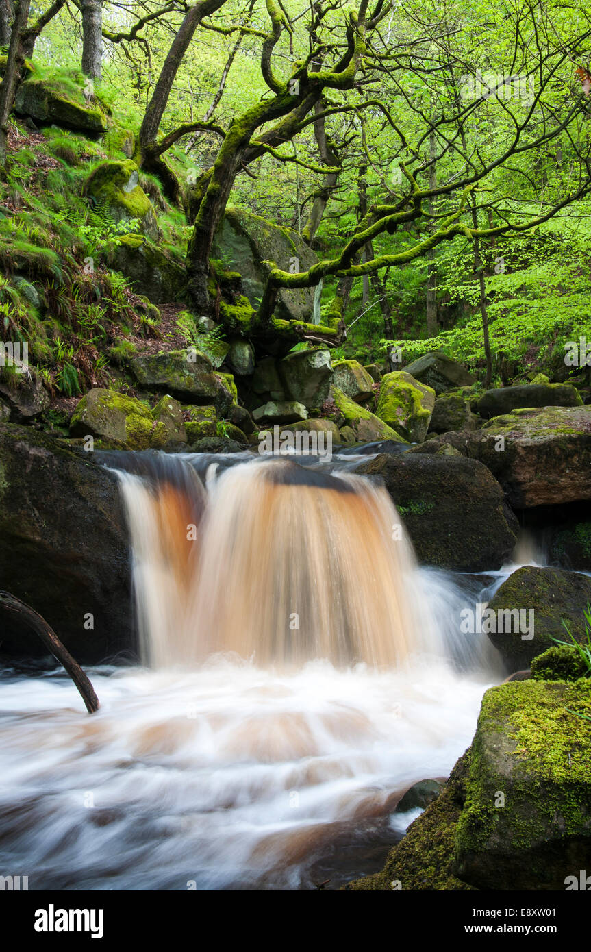Padley Gorge in summer, Peak District, Derbyshire Stock Photo - Alamy