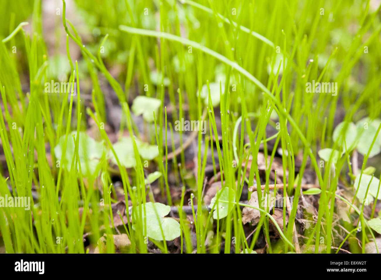 Botanik gras hi-res stock photography and images - Alamy