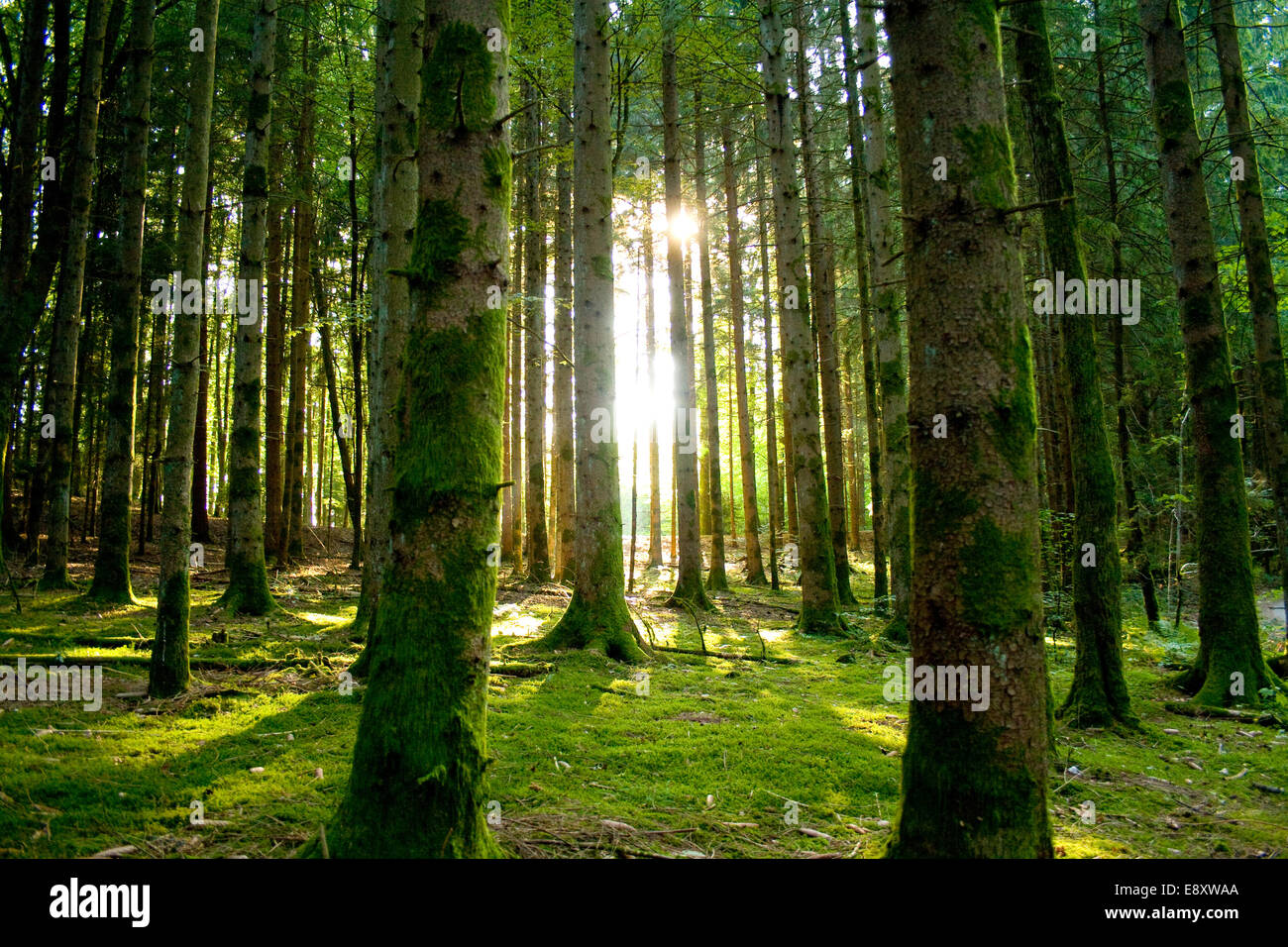 Forest in sunlight Stock Photo - Alamy