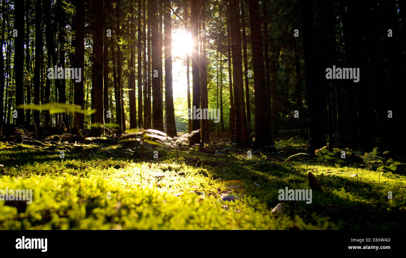 Forest in sunlight Stock Photo - Alamy