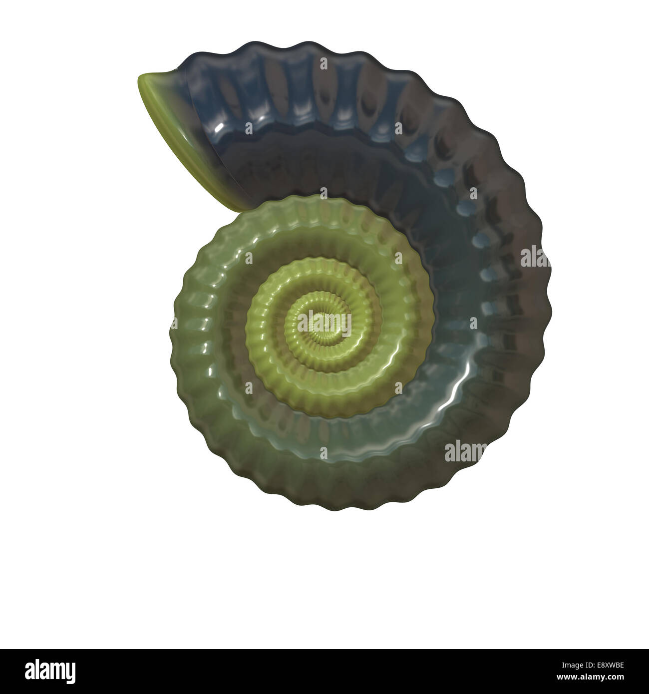 Detailed seashells hi-res stock photography and images - Alamy