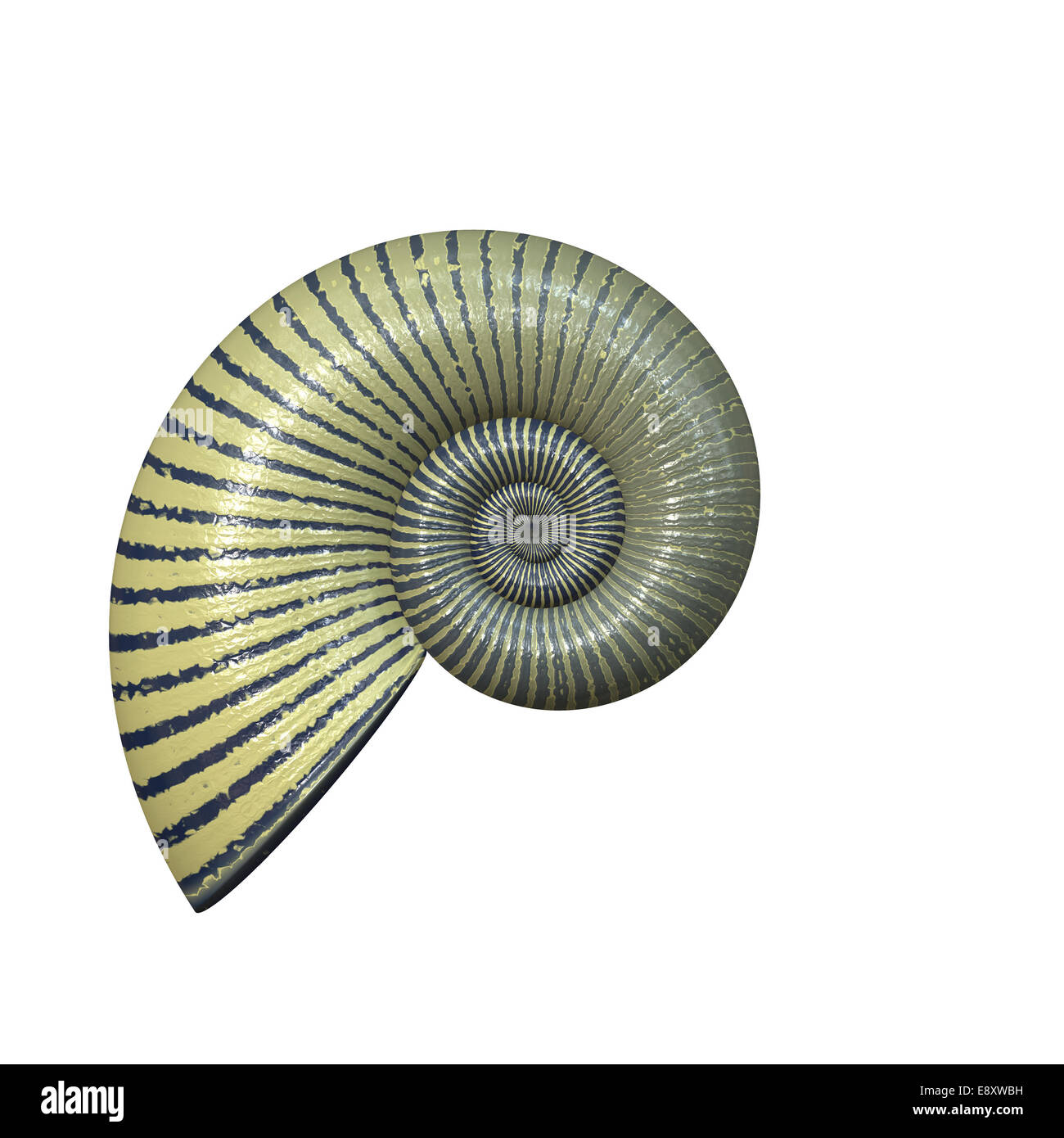Sea shell illustration hi-res stock photography and images - Alamy