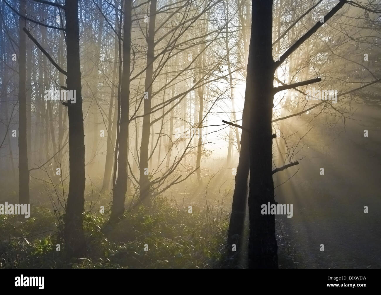 sun rays in the forest Stock Photo - Alamy