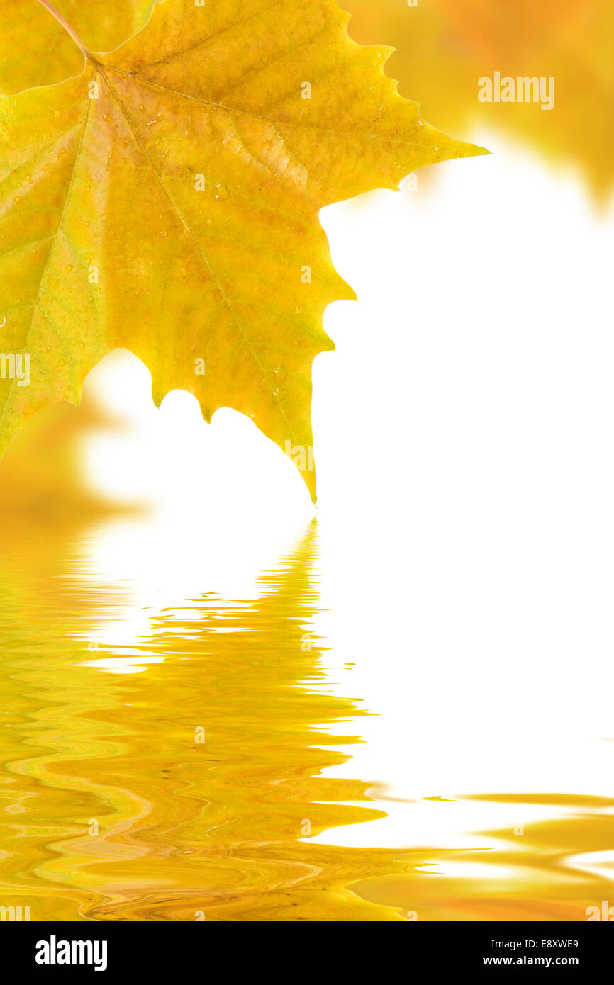 Colorful autumn leaves Stock Photo - Alamy