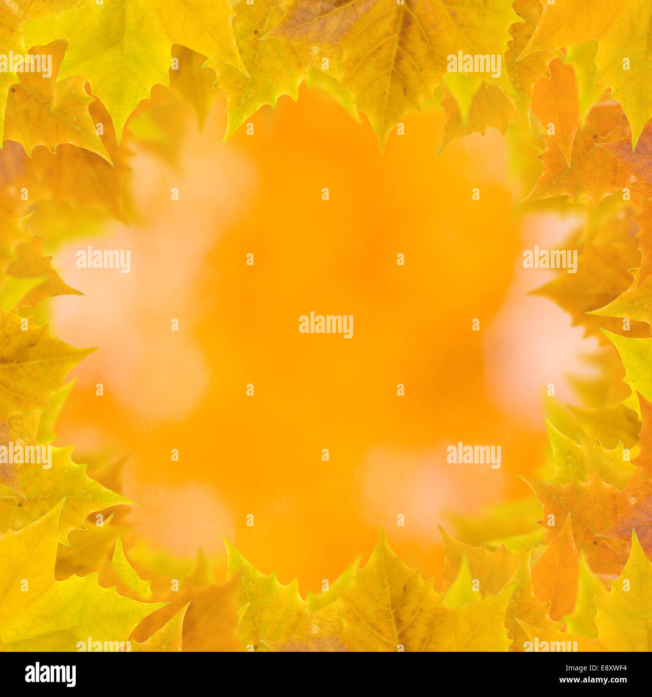 Colorful autumn leaves Stock Photo - Alamy