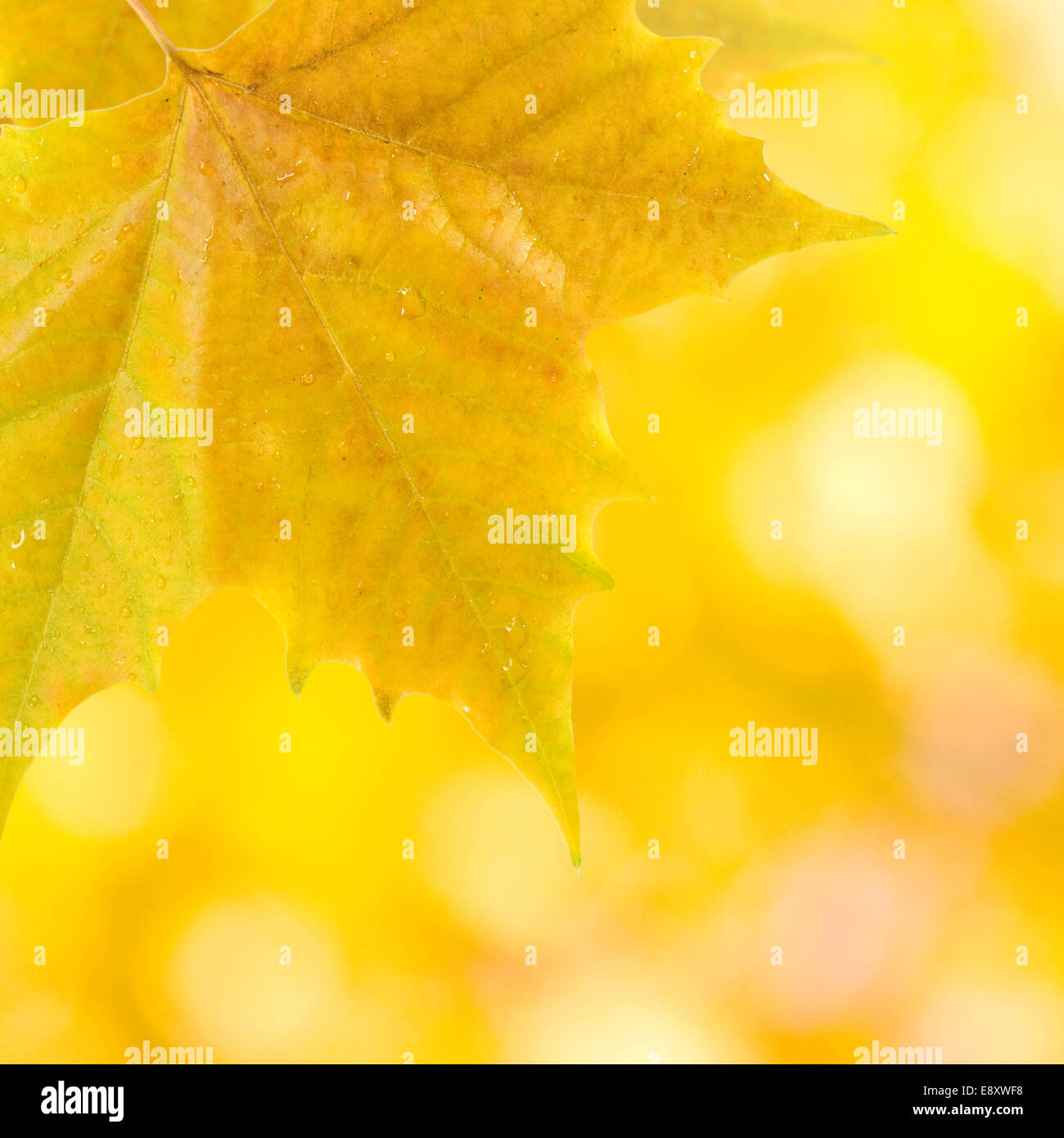 Colorful autumn leaves Stock Photo - Alamy