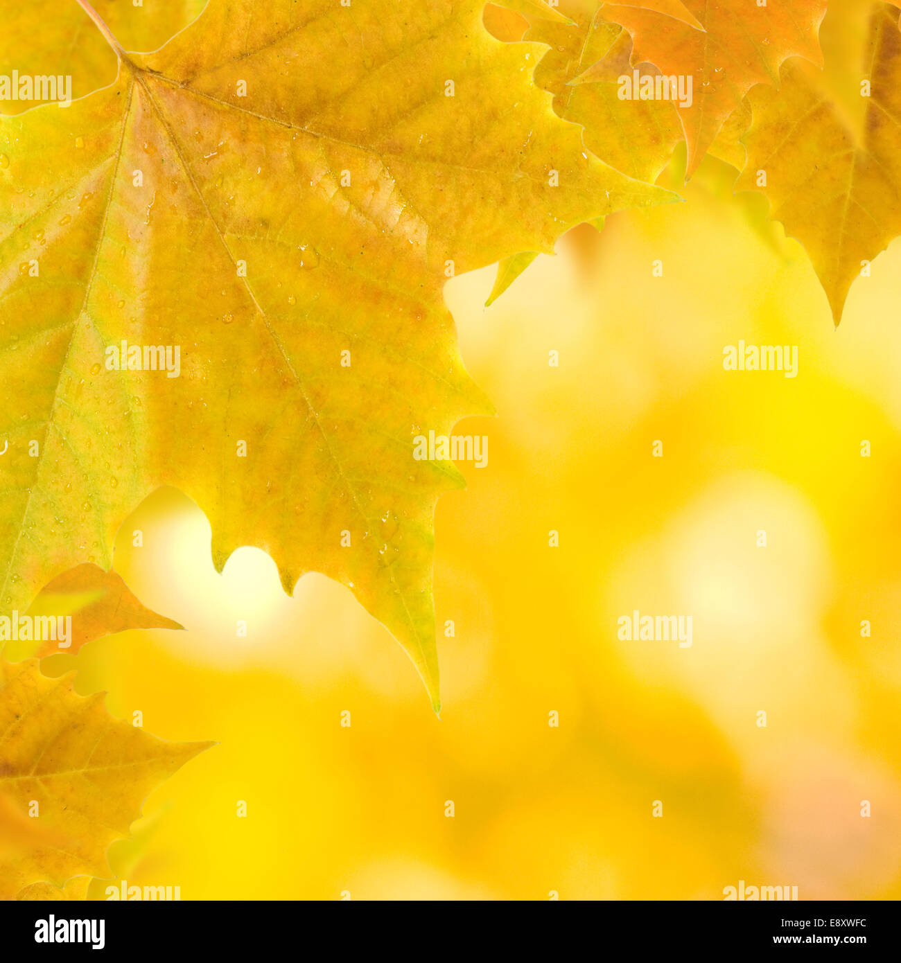 Colorful autumn leaves Stock Photo - Alamy