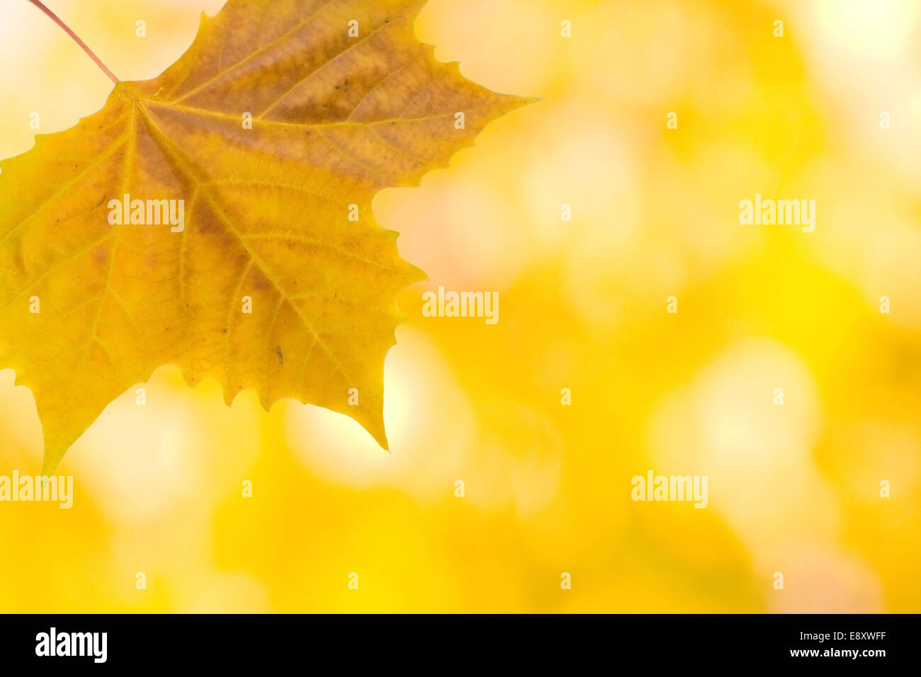 Colorful autumn leaves Stock Photo - Alamy