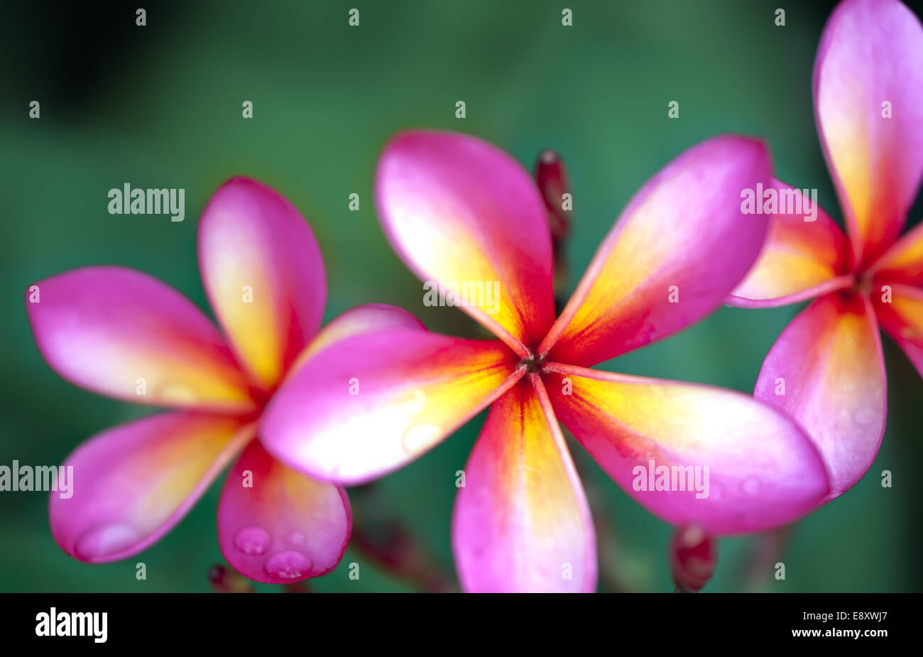 Frangipani australia hi-res stock photography and images - Alamy