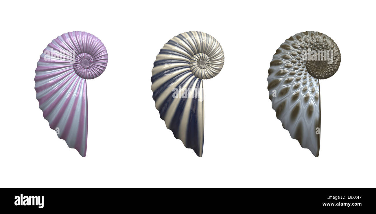 3 sea shell Stock Photo - Alamy