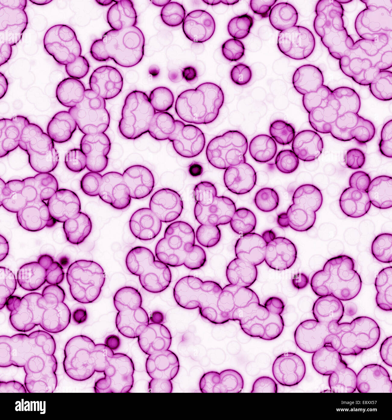 Micro bio hi-res stock photography and images - Alamy