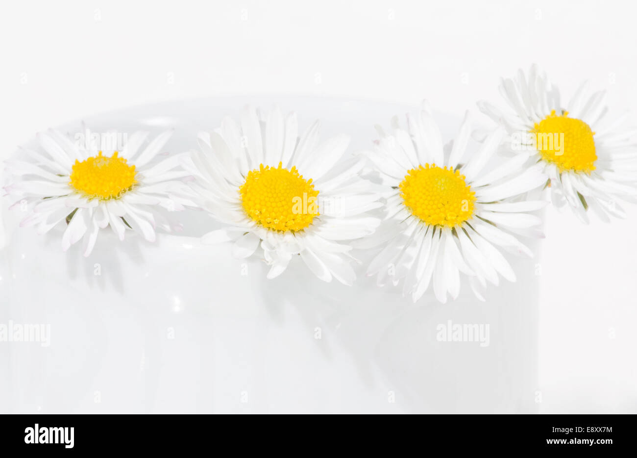 four daisies Stock Photo - Alamy