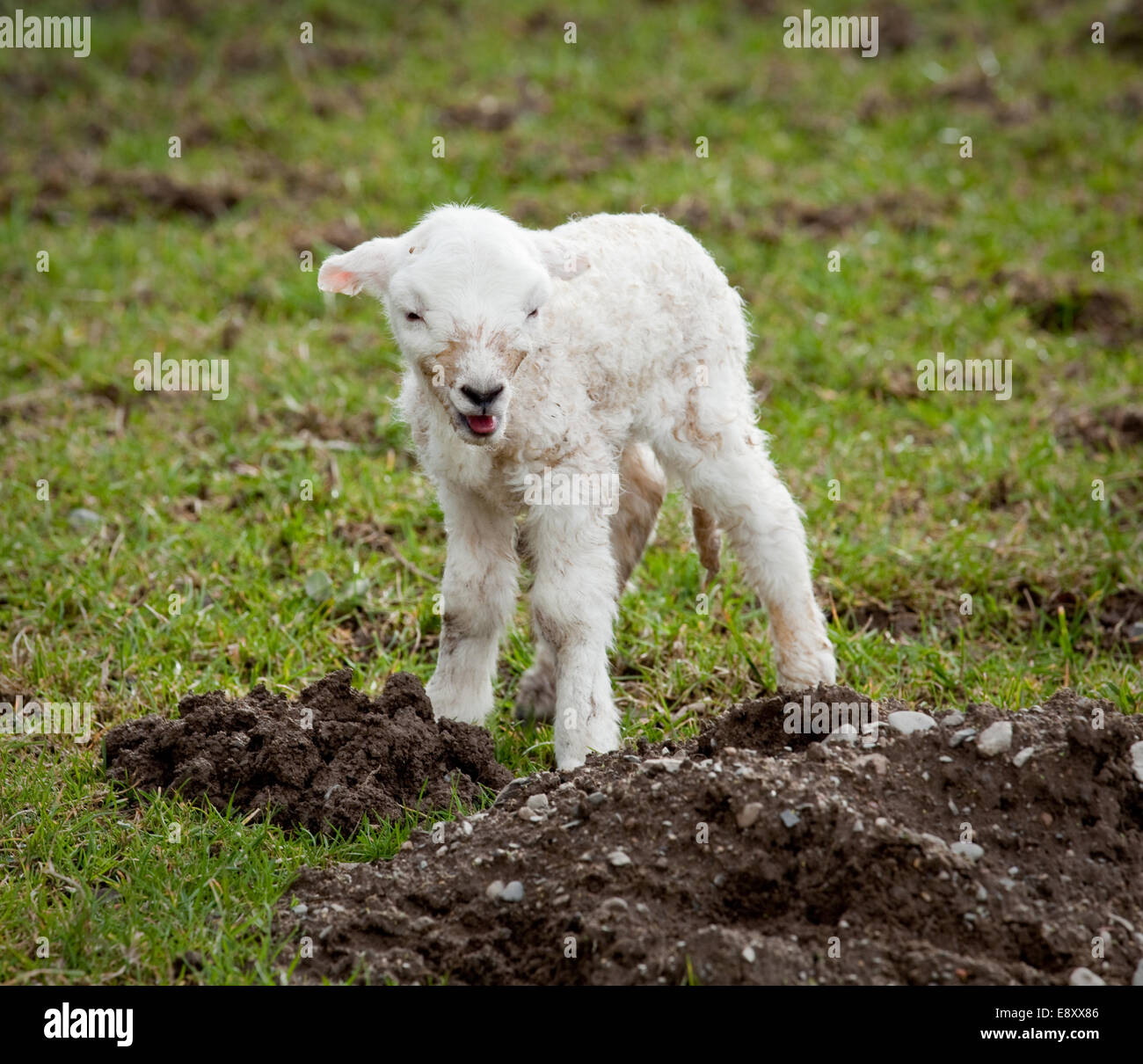 Born in wales hi-res stock photography and images - Alamy
