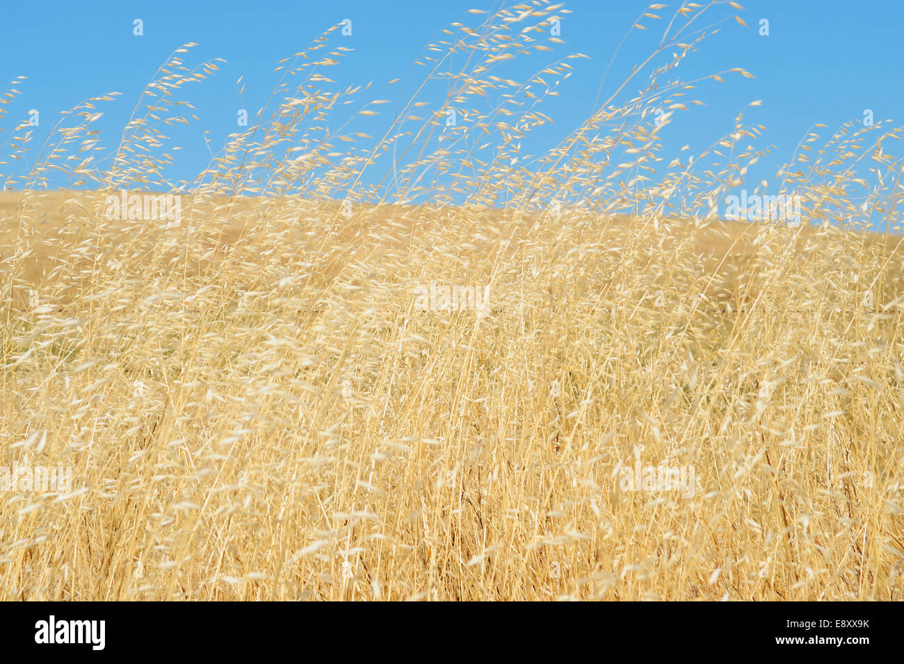 Wild Grasses Blowing In The Wind Stock Photo - Alamy