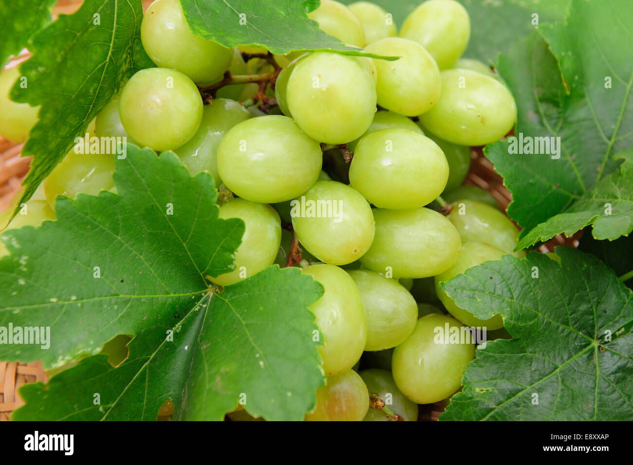 Green Grape Closeup Stock Photo - Alamy