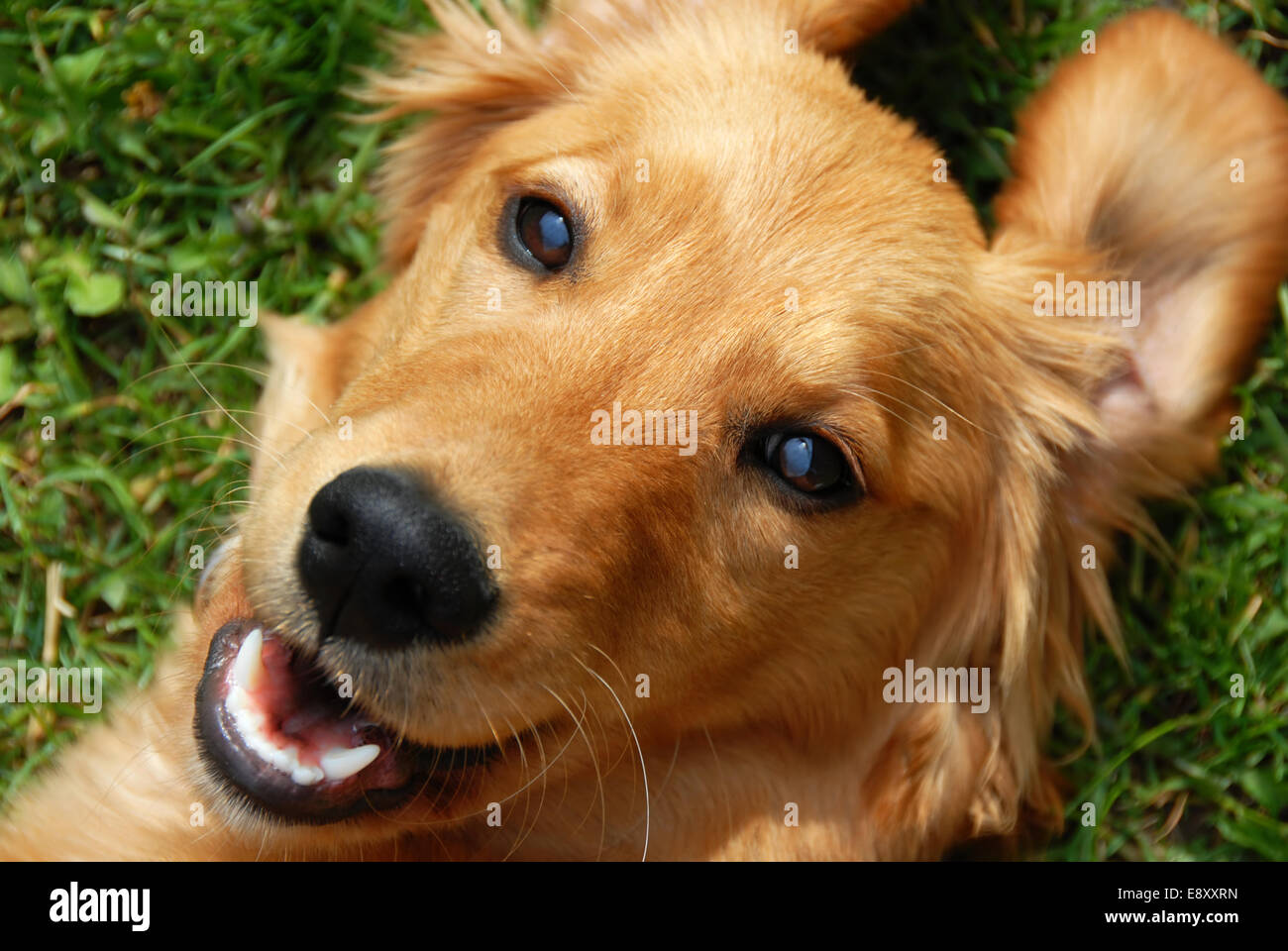 Golden retriever smiling Stock Photo - Alamy